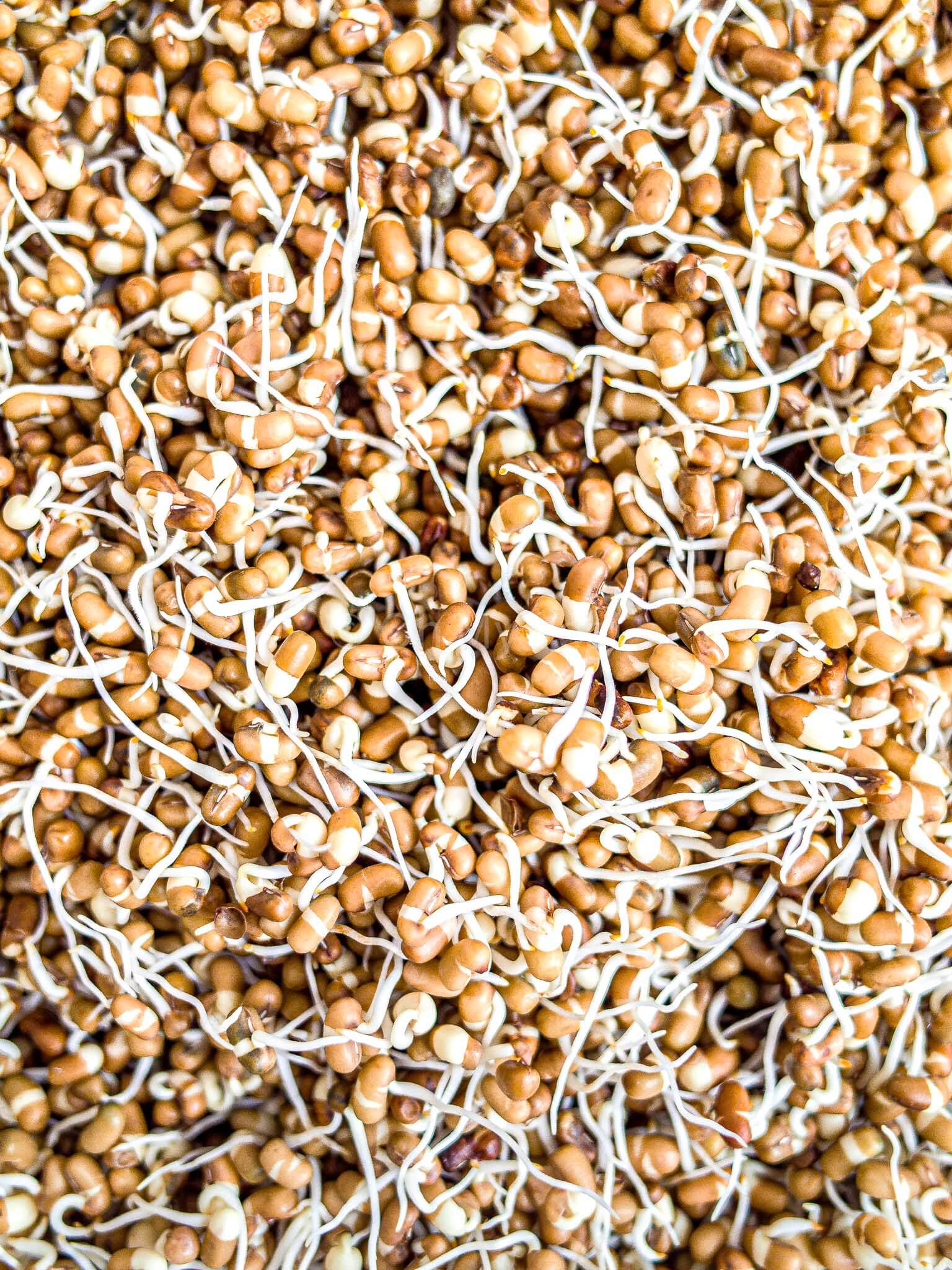 Matki Usal, Maharashtrian Sprouted Moth Curry
